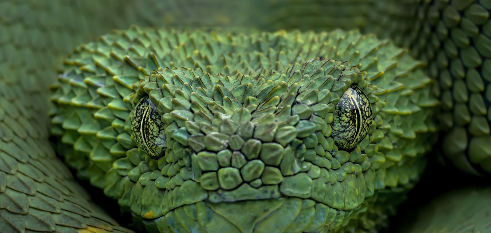 Anti-Involution: Getting China’s Snake to Let Go of Its Tail | AB