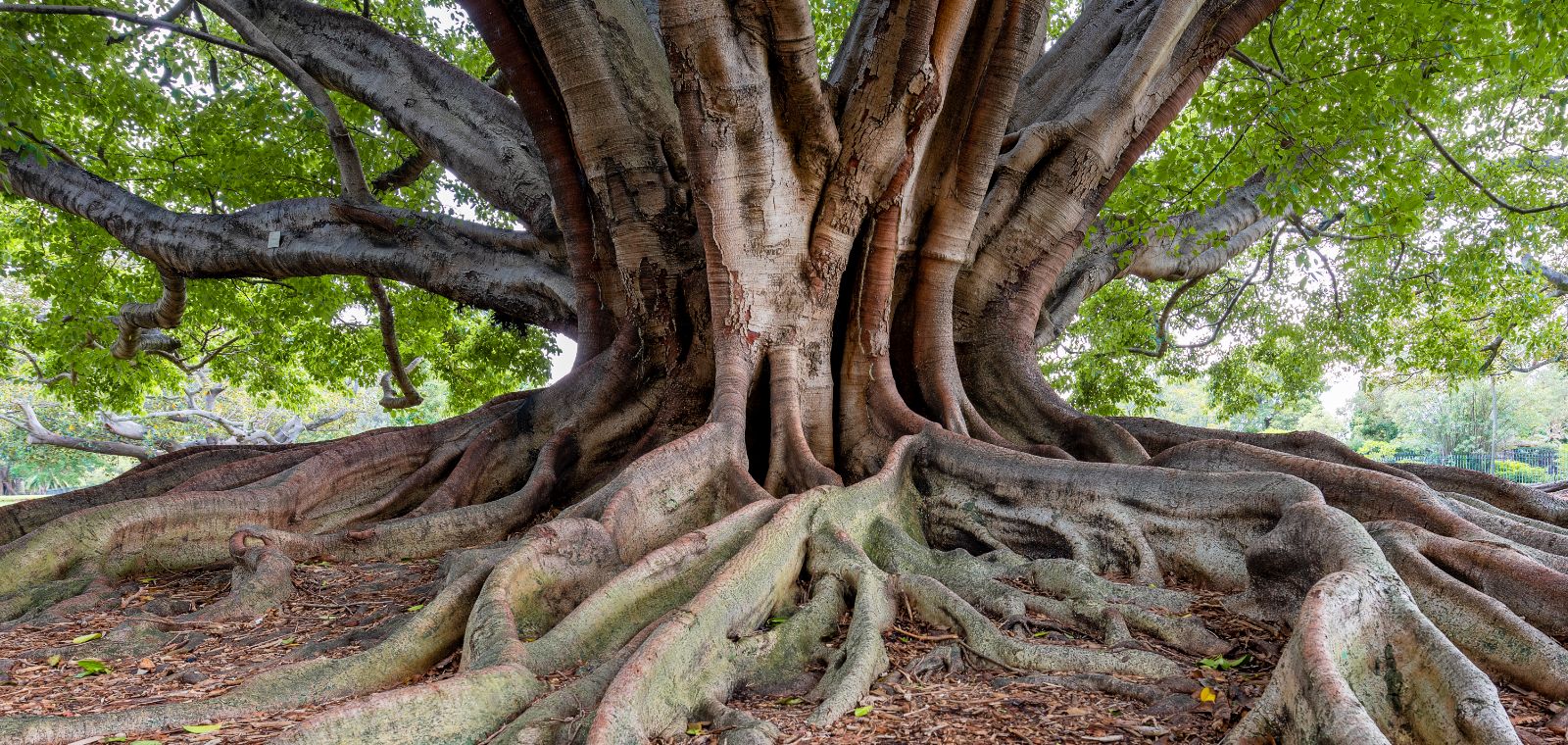 Root and Branch: A Case Study in Assessing Portfolio Biodiversity Risk | AB