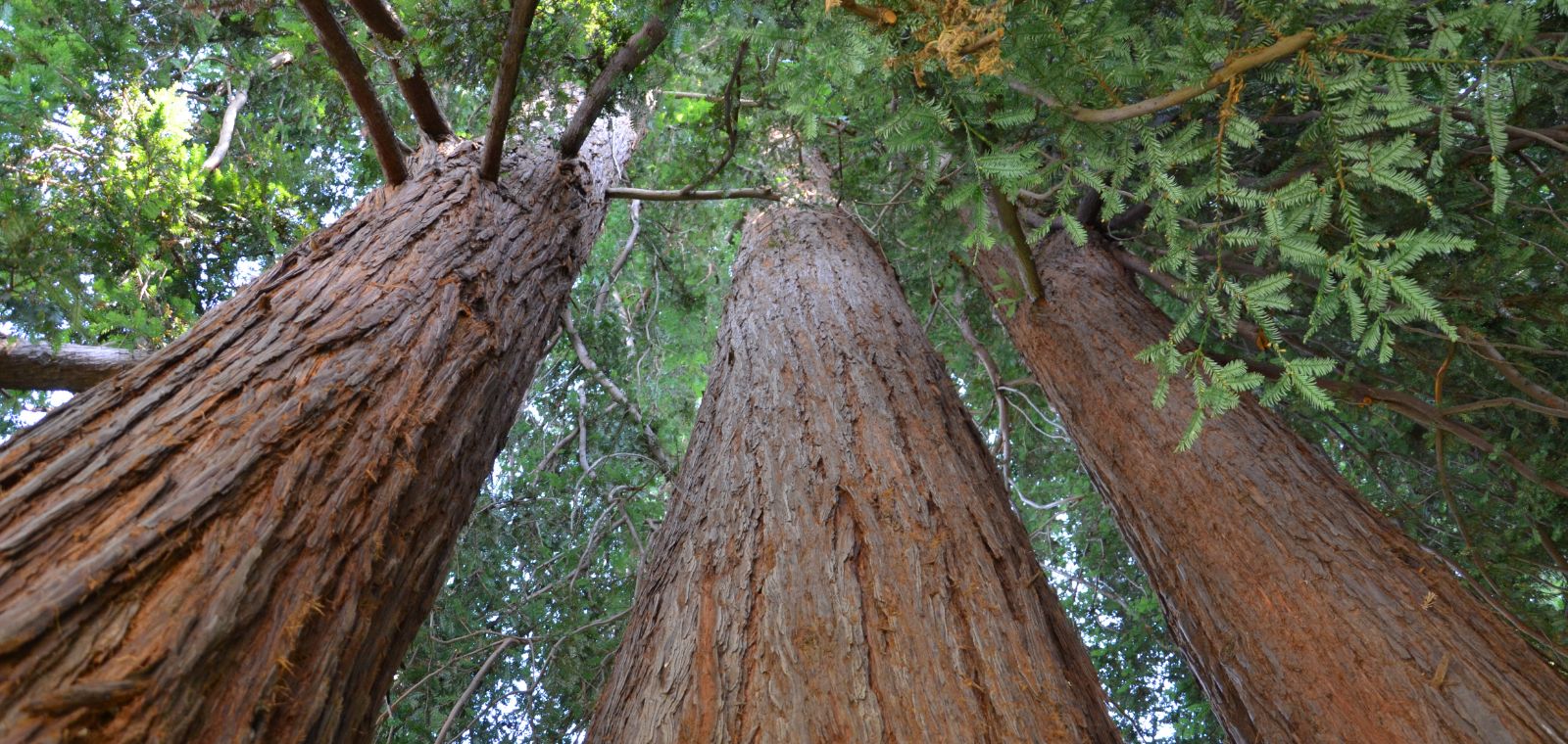 Three Reasons to Stick with Growth Stocks in Rotating Markets | AB