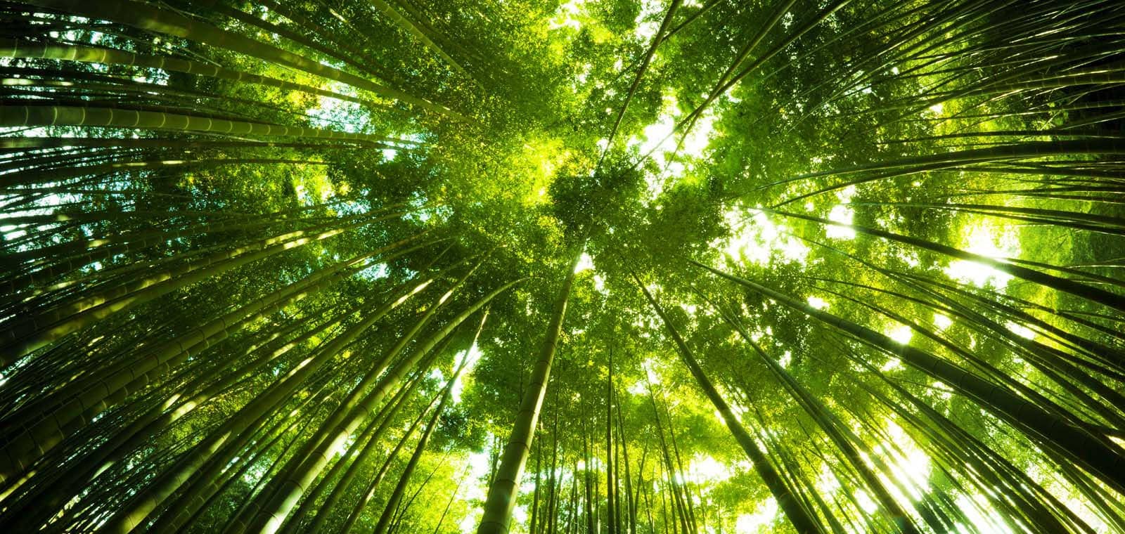 The Flexible Municipal Mandate: Be Like Bamboo | AB